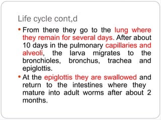 HOOK WORMS AND ASCARIASIS, medical Surgical Nursing course | PPT