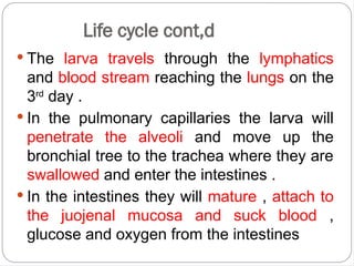 HOOK WORMS AND ASCARIASIS, medical Surgical Nursing course | PPTX