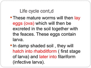 HOOK WORMS AND ASCARIASIS, medical Surgical Nursing course | PPTX