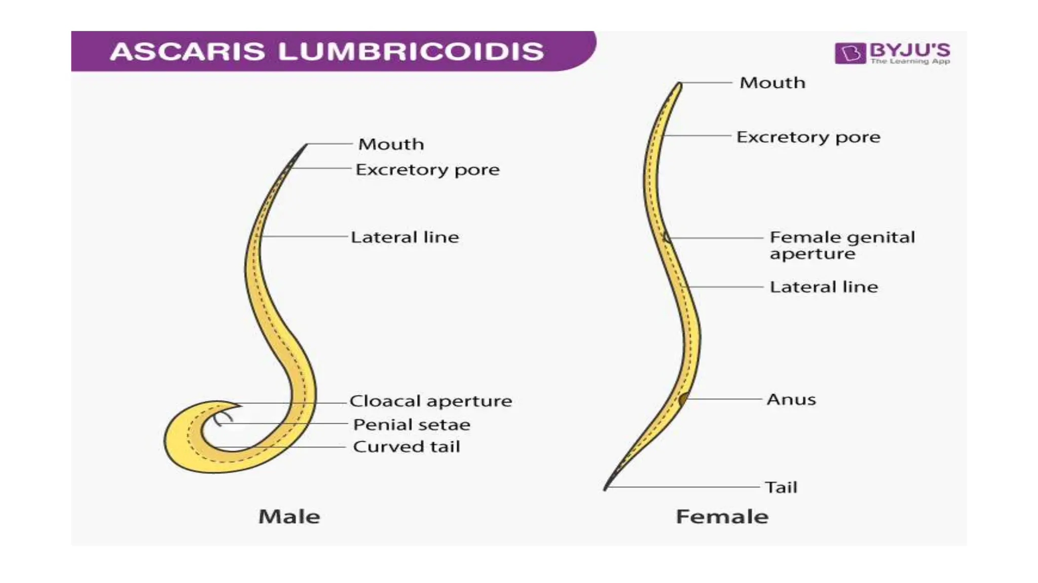 HOOK WORMS L17 in parasitology (medical lab sciences) .pptx
