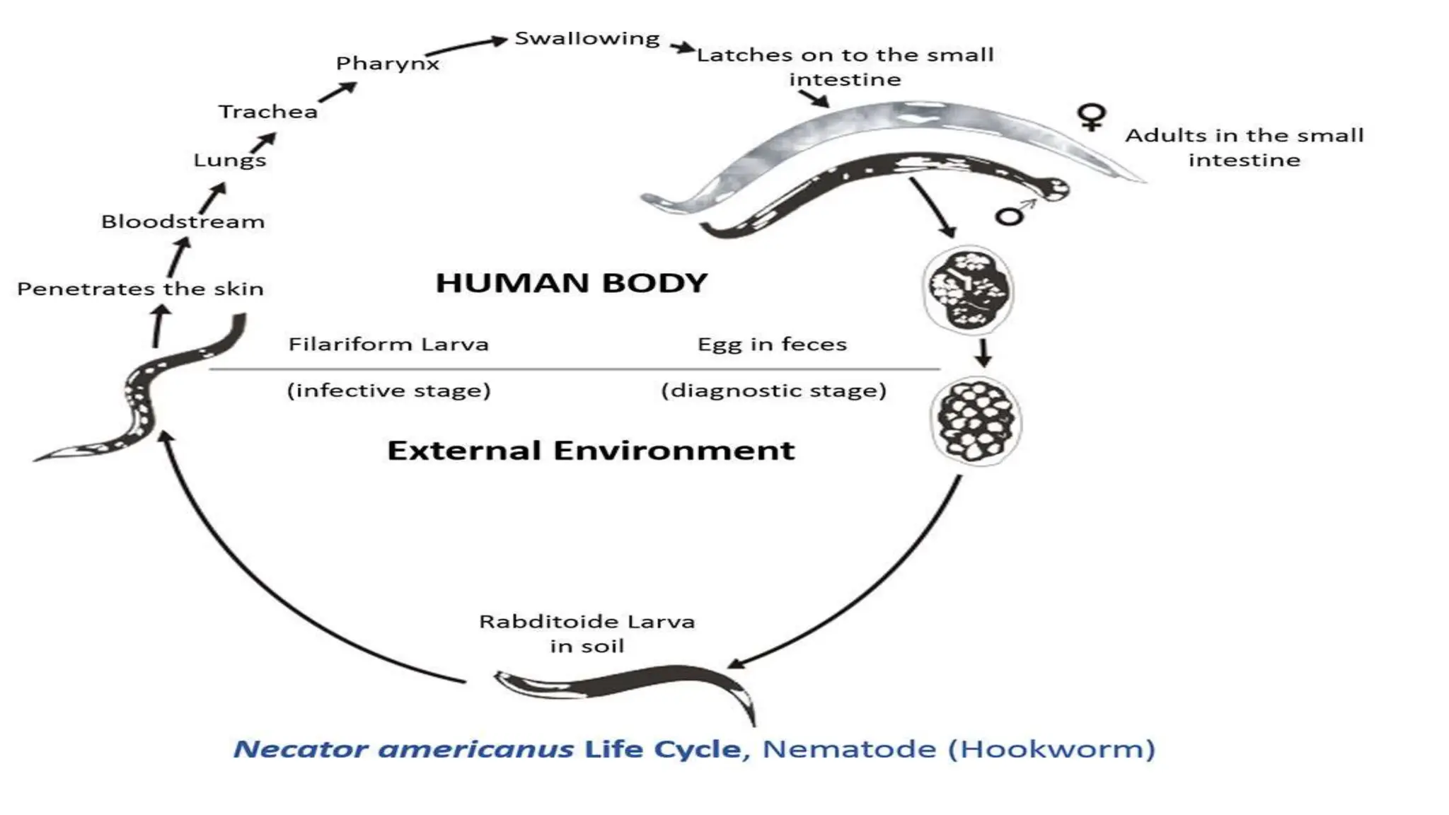 HOOK WORMS L17 in parasitology (medical lab sciences) .pptx