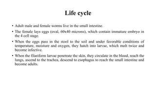 HOOK WORMS L17 in parasitology (medical lab sciences) .pptx