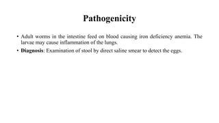 HOOK WORMS L17 in parasitology (medical lab sciences) .pptx