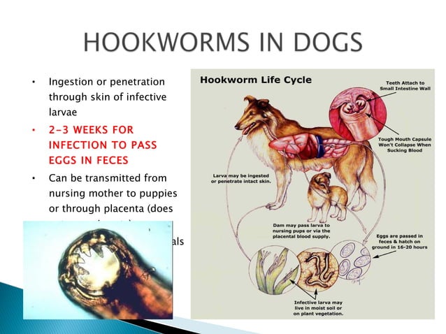 Woodstock Vet Clinic-Hookworms | PPT