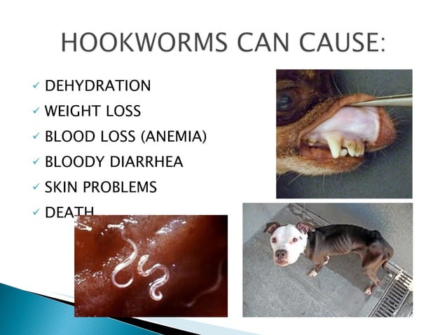 Woodstock Vet Clinic-Hookworms | PPT