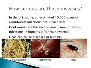 Woodstock Vet Clinic-Hookworms | PPT