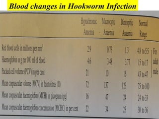 Hookworm infection | PPT