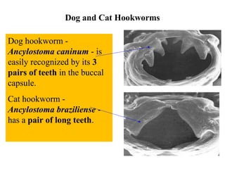Hookworm infection | PPT