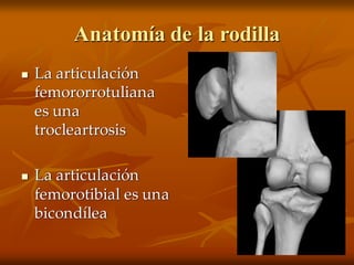 Anatomía de rodilla | PDF