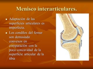 Anatomía de rodilla | PDF