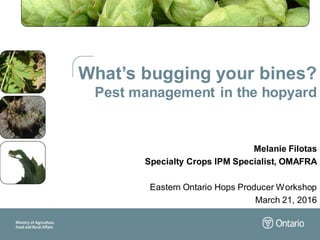 Hops pest management filotas | PDF