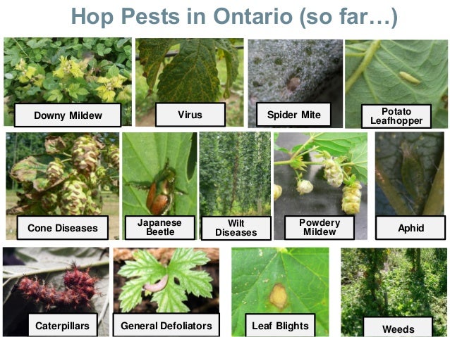 Hops Infographic