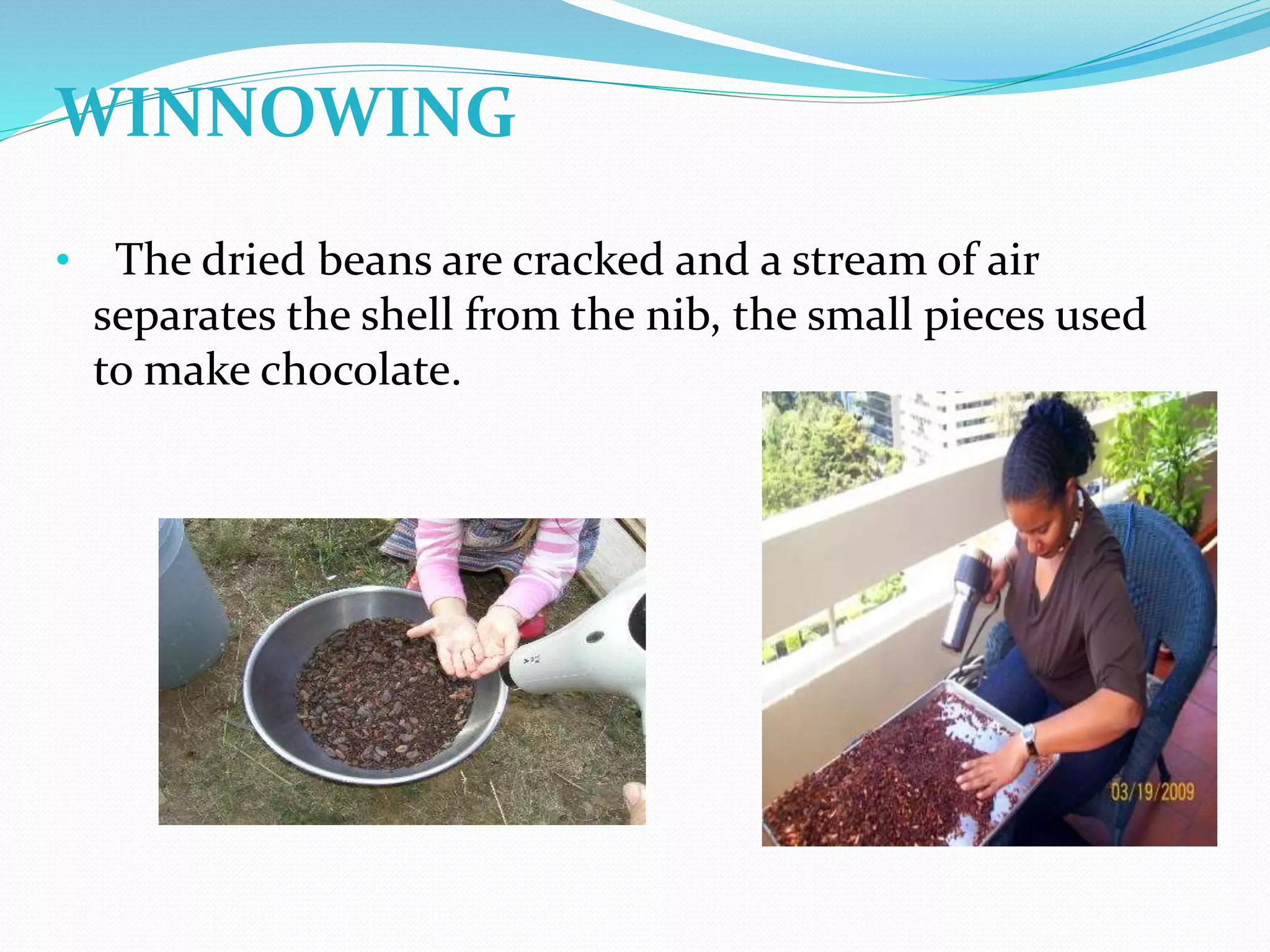 cocoa processing | PPTX