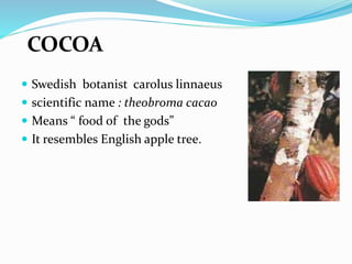 cocoa processing | PPTX