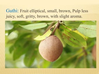 HOR112fruits and plantation crops- Sapota.pptx