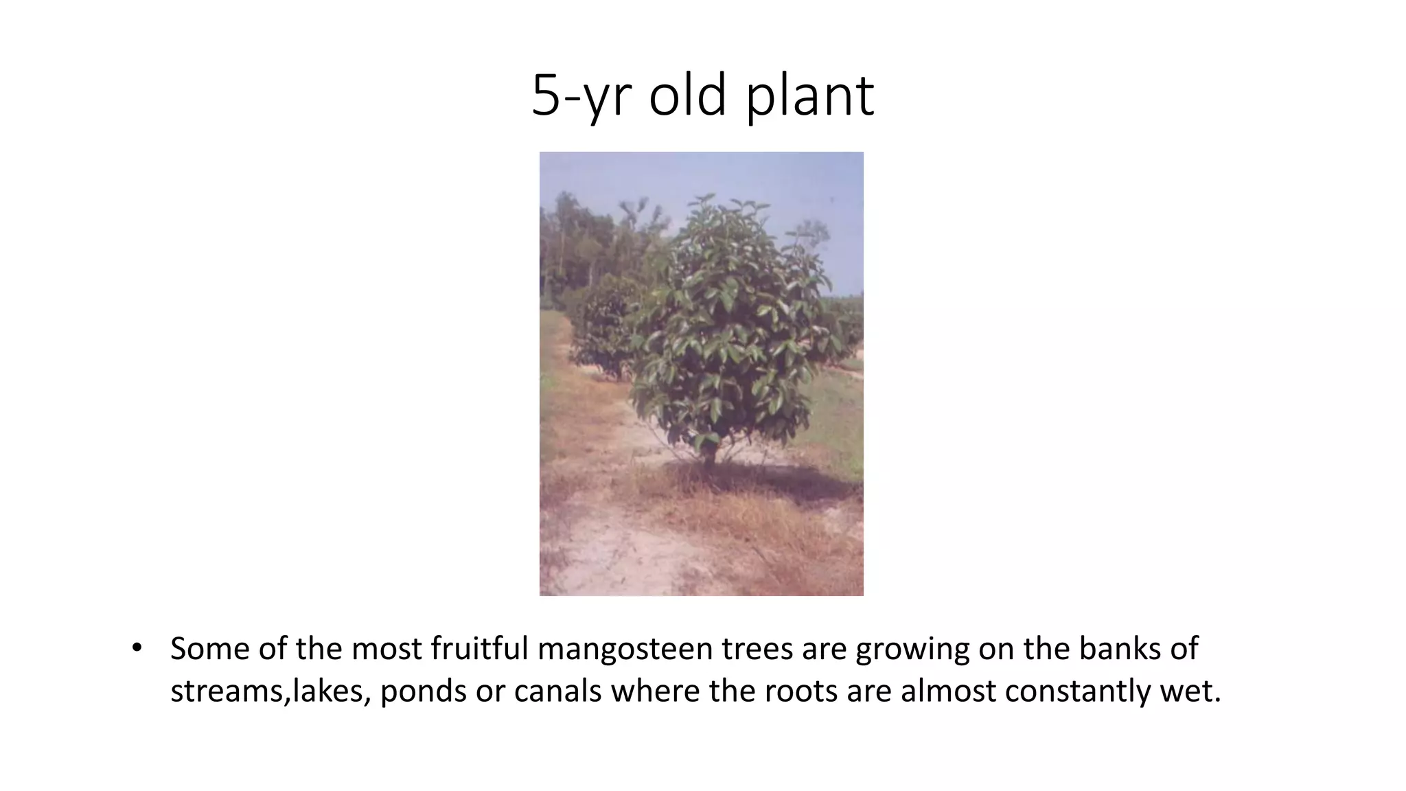 Production technology of mangosteen | PPTX