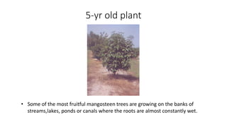 Production technology of mangosteen | PPTX