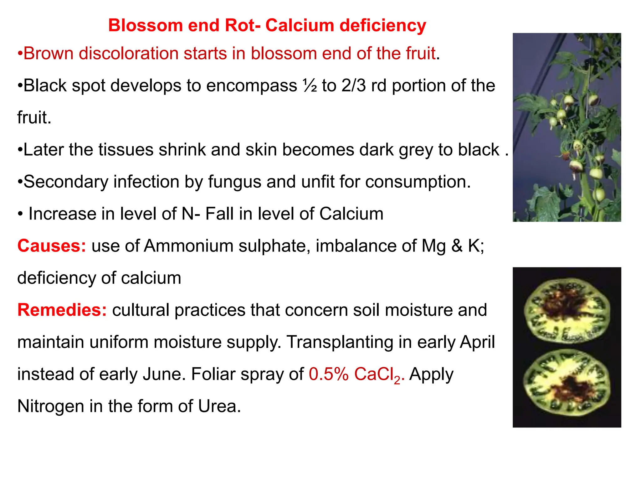 HOR 211 - 2. TOMATO, BRINJAL, CHILLI.pptx