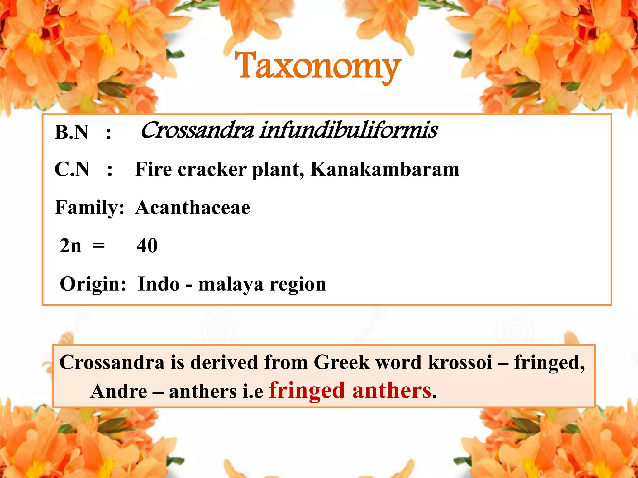 crossandra | PDF