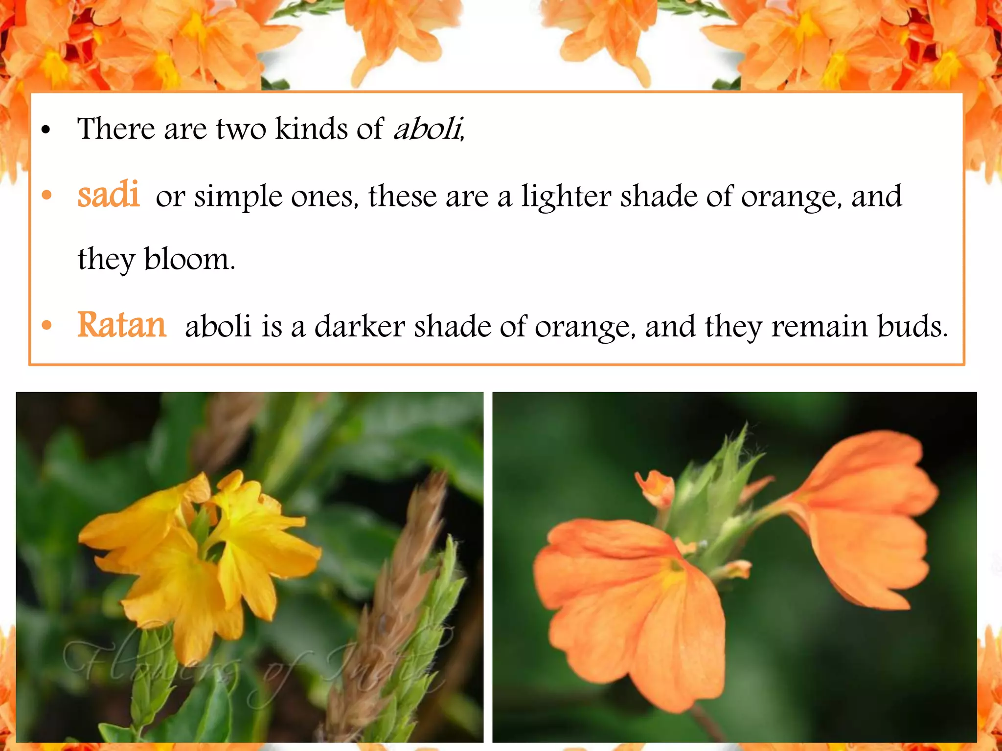 crossandra | PDF