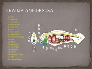 Hordati by t.a | PPT