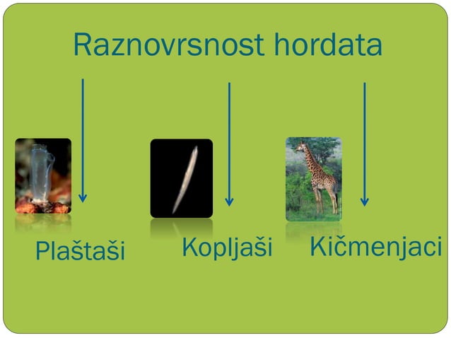 Hordati | PPTX