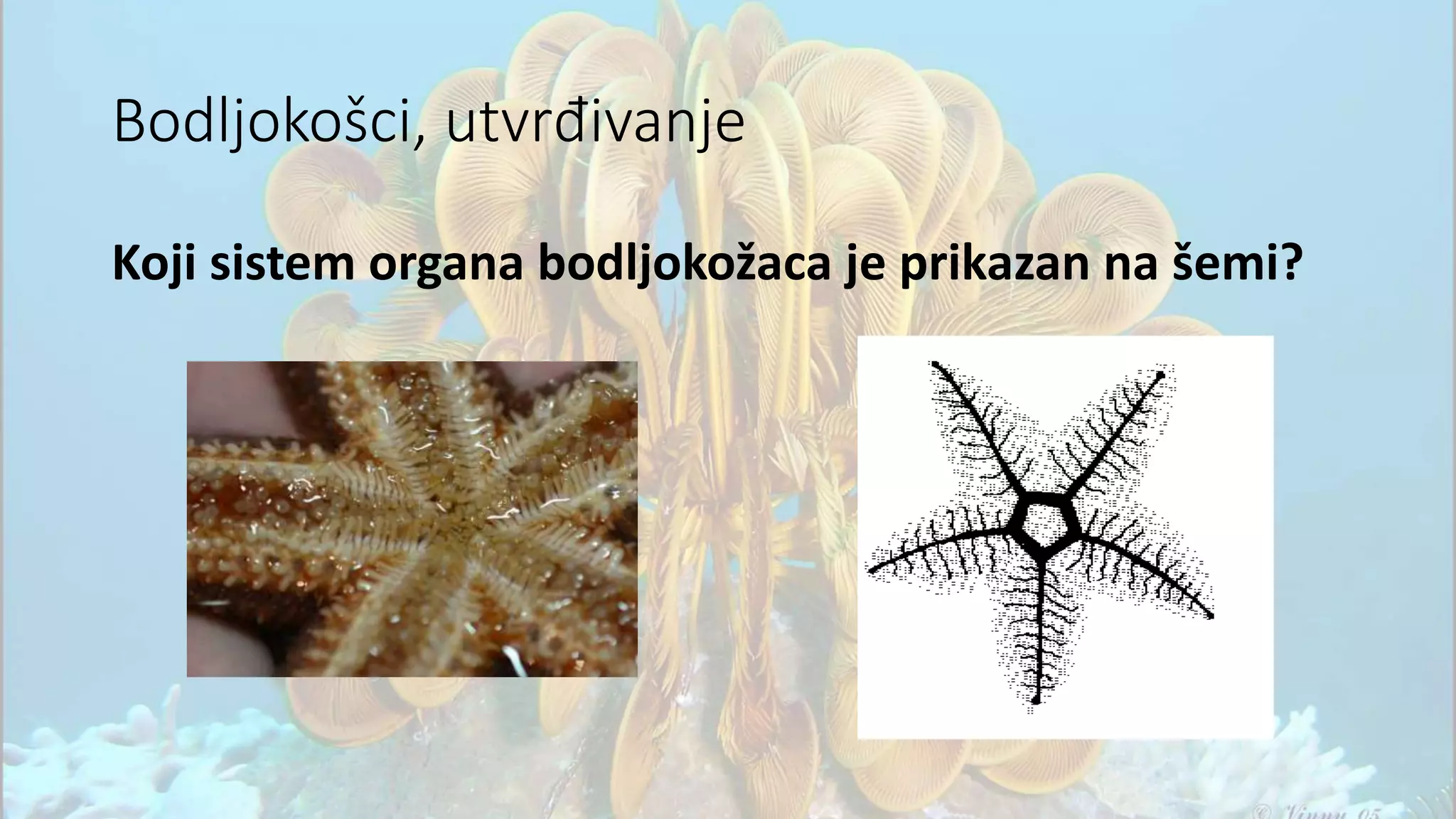 Hordati, uvodno predavanje, 6. razred | PPTX