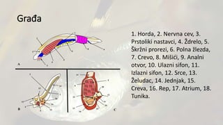 Hordati, uvodno predavanje, 6. razred | PPT