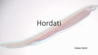 Hordati, uvodno predavanje, 6. razred | PPT
