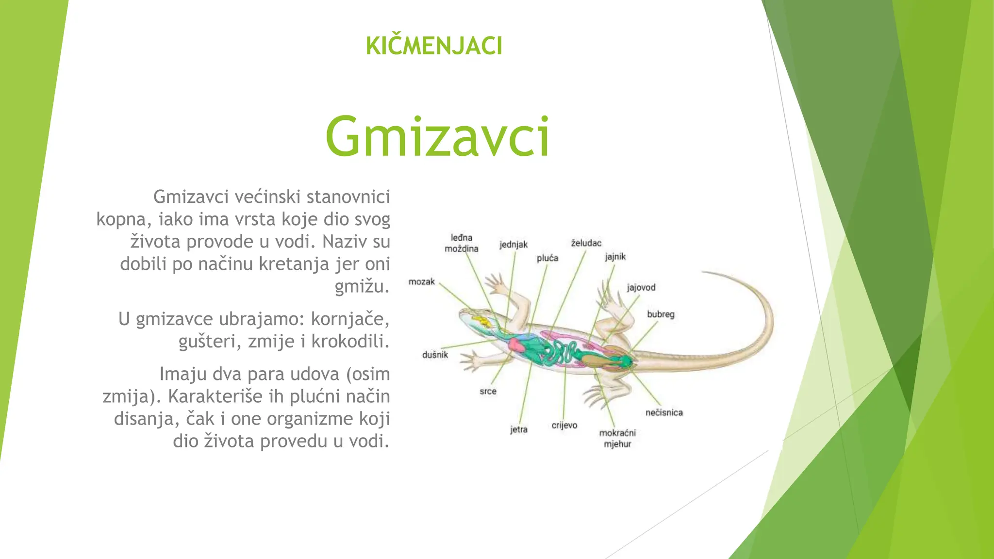 biologija sedmi razred_HORDATI prezentacija.pptx