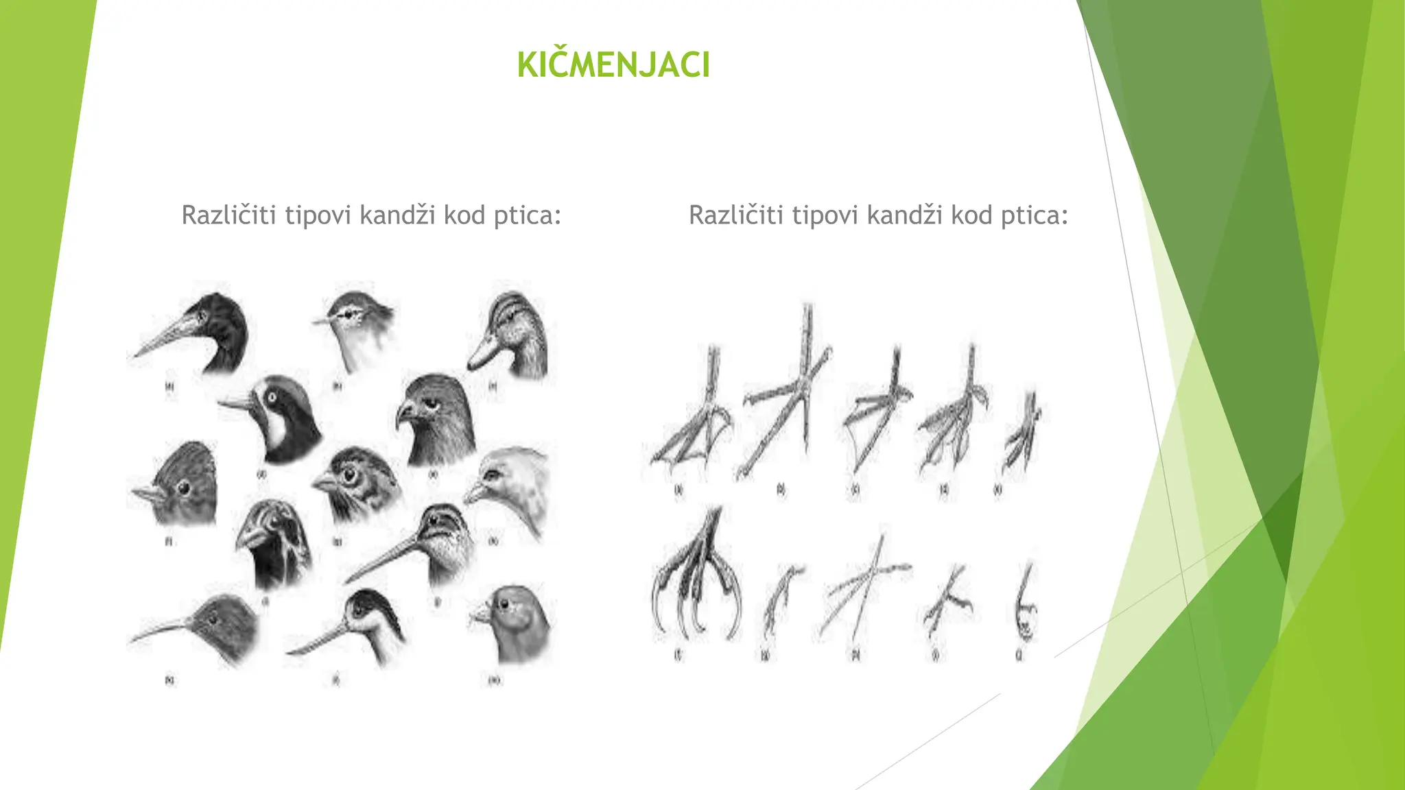 biologija sedmi razred_HORDATI prezentacija.pptx