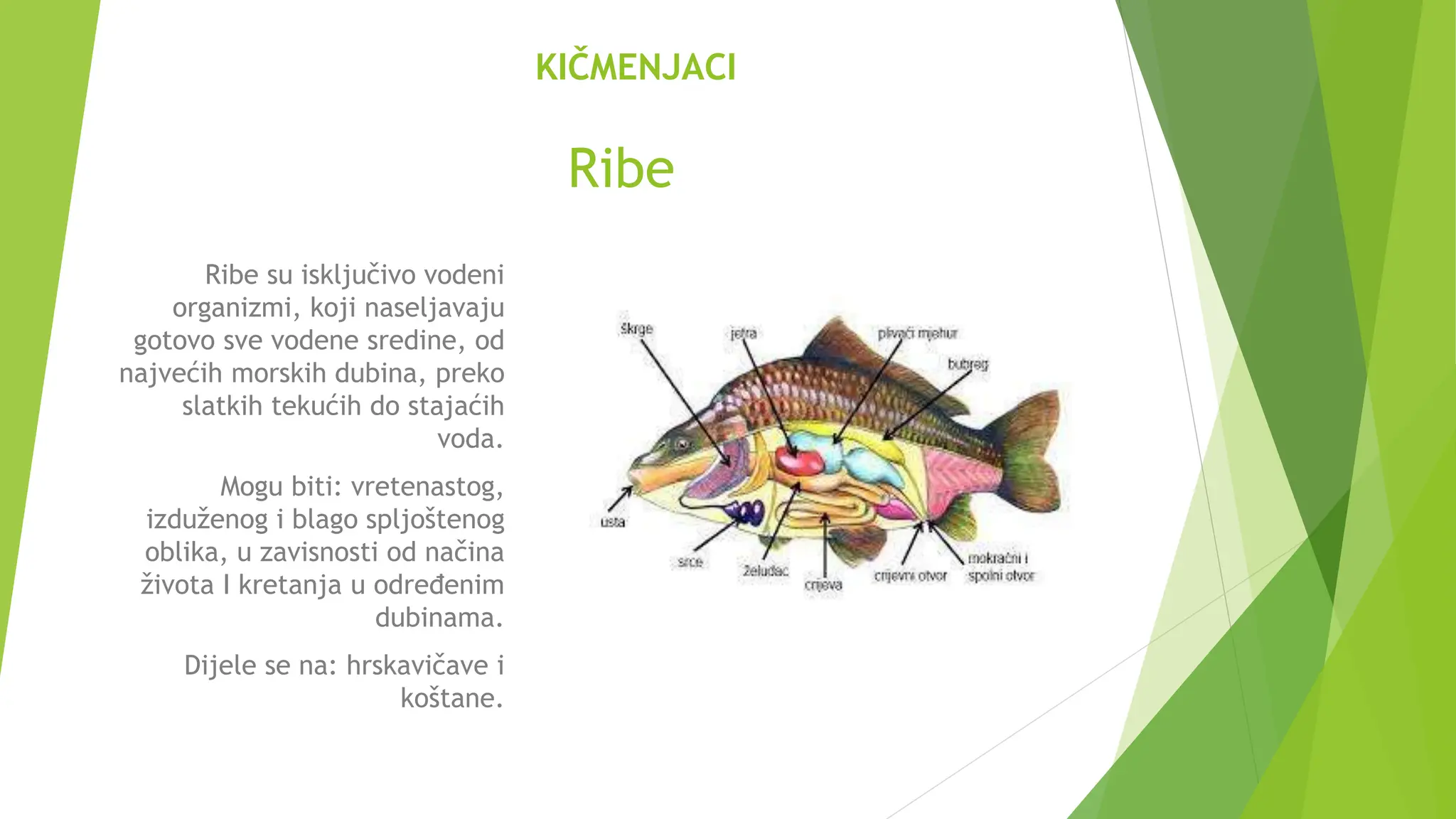 biologija sedmi razred_HORDATI prezentacija.pptx
