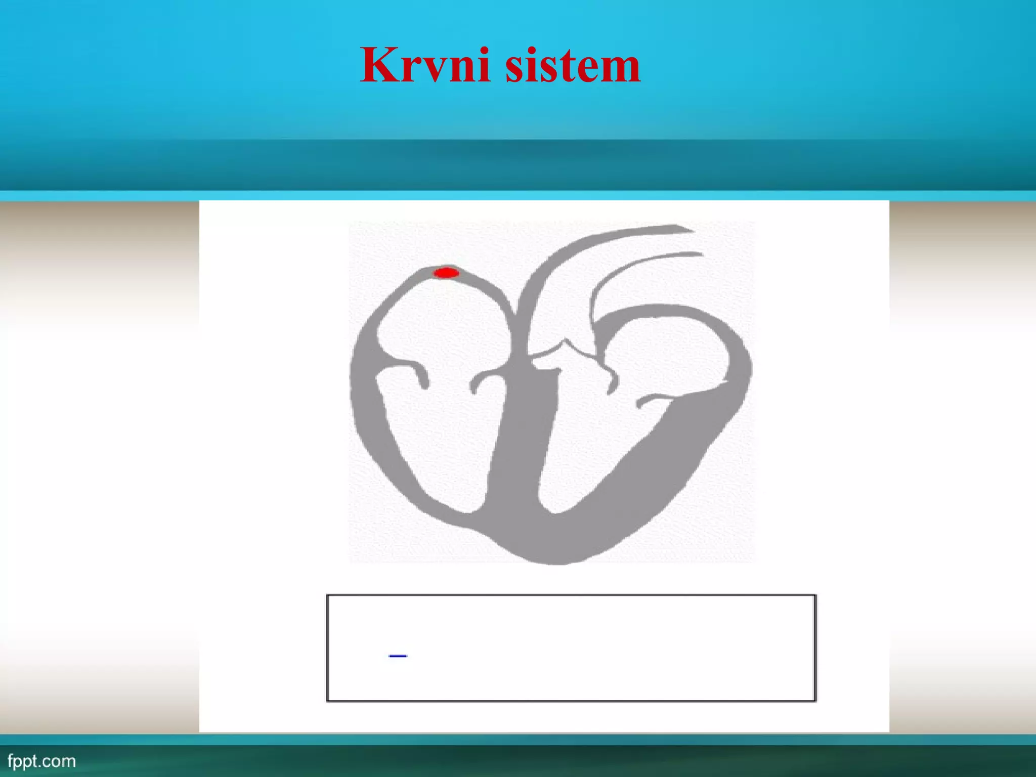 Hordati amfioksus i plaštaši | PPT