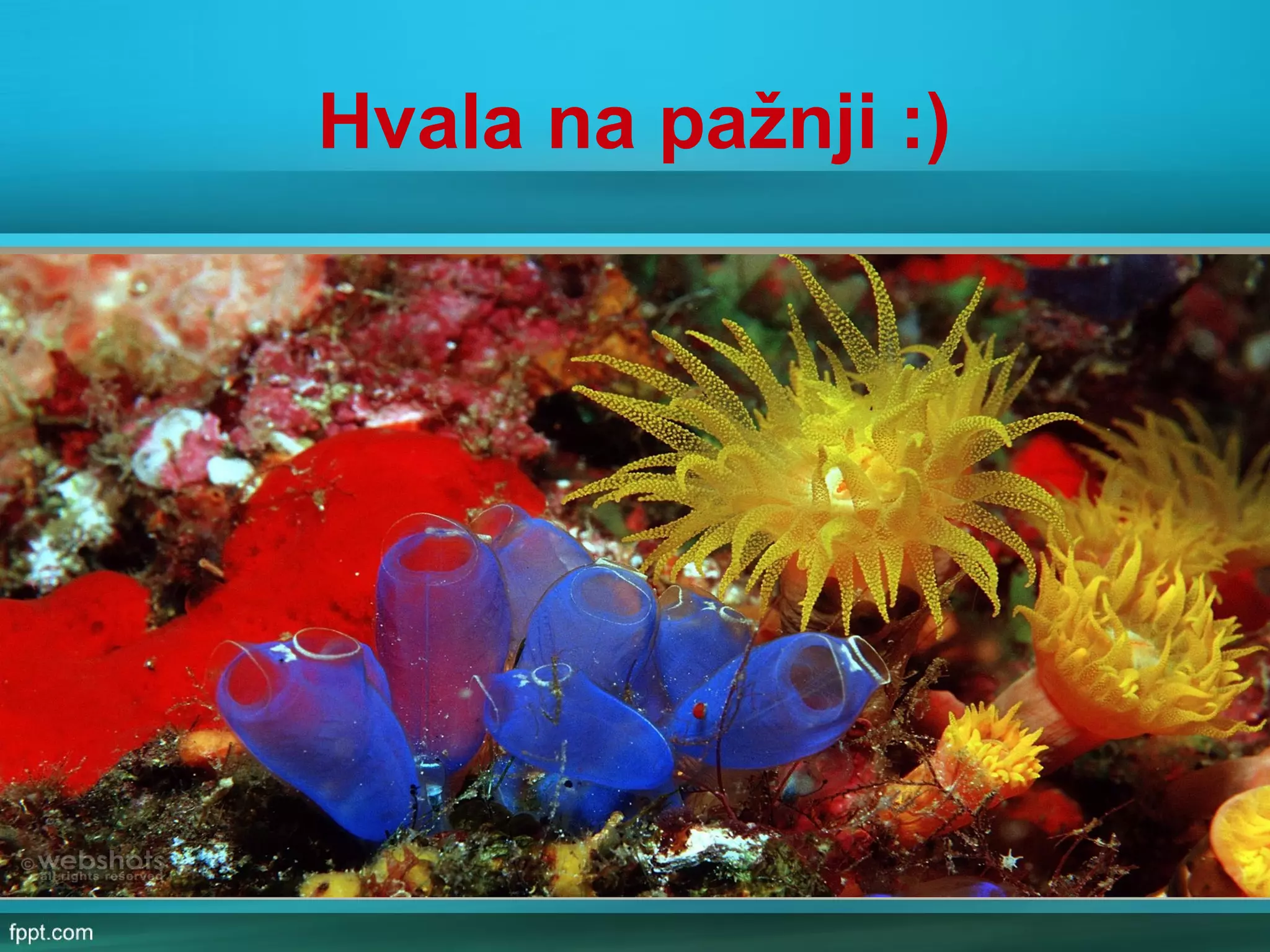 Hordati amfioksus i plaštaši | PPT