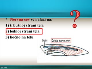 Hordati amfioksus i plaštaši | PPT