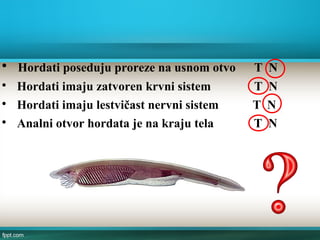 Hordati amfioksus i plaštaši | PPT