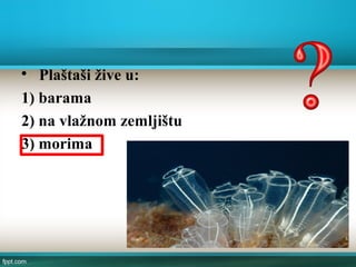 Hordati amfioksus i plaštaši | PPT