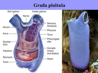 Hordati amfioksus i plaštaši | PPT