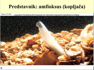 Hordati amfioksus i plaštaši | PPT
