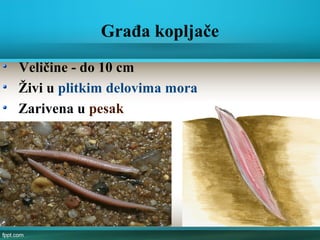 Hordati amfioksus i plaštaši | PPT