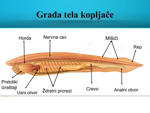 Hordati amfioksus i plaštaši | PPT