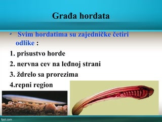 Hordati amfioksus i plaštaši | PPT