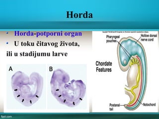 Hordati amfioksus i plaštaši | PPT