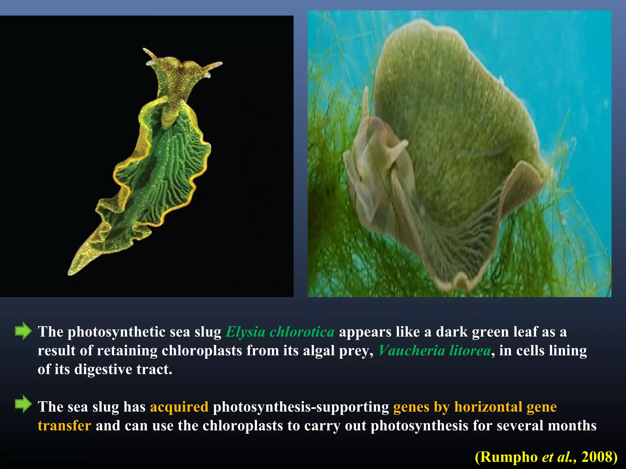 Horizantal gene transfer in evolution of nematodes | PPT