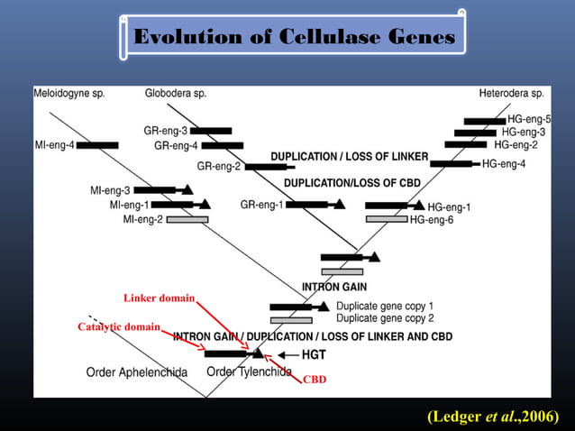 Horizantal gene transfer in evolution of nematodes | PPT
