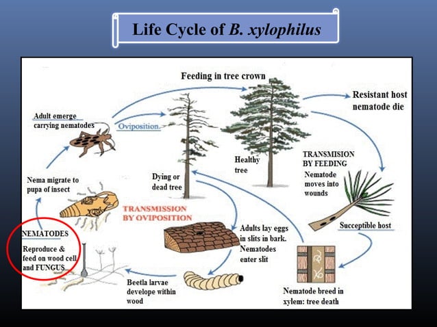 Horizantal gene transfer in evolution of nematodes | PPT