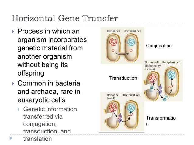 Horizontal gene transfer | PPTX | Biological Sciences | Science
