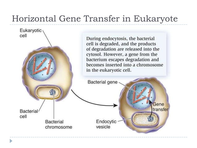 Horizontal gene transfer | PPTX | Biological Sciences | Science
