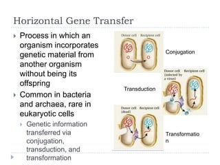 Horizontal gene transfer | PPTX | Biological Sciences | Science