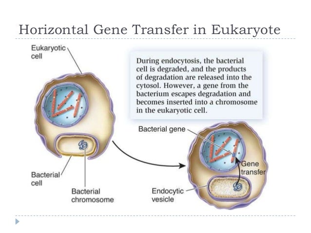 Horizontal gene transfer